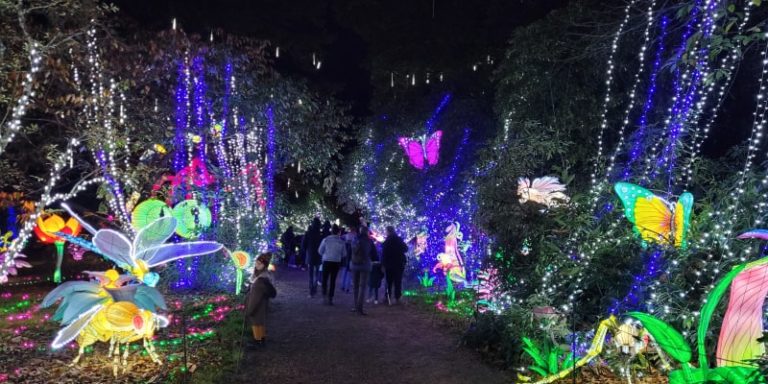 Thoiry Lumières Sauvages : une promenade féérique