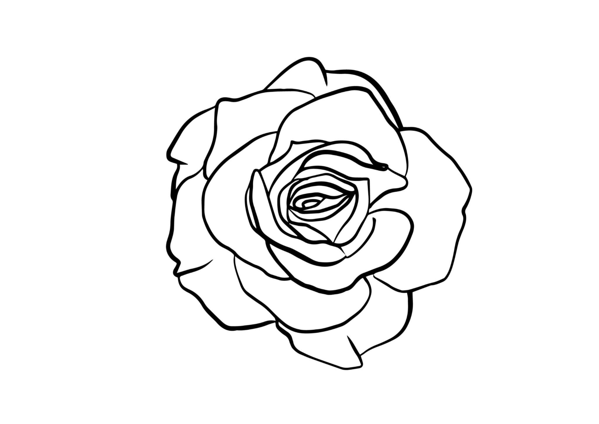Coloriage de roses à imprimer - Esquisses d'Adélaïde